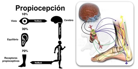 Propiocepción Vs Interocepción y Exterocepción - AT YOGA